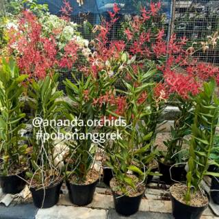 Jual Anggrek tanah Gymstori / Jamestory / Kalajengking merah dewasa ...