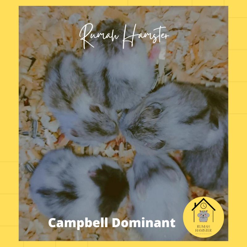 Jual Hamster Campbell Normal/ Dominant/ Panda Lucu dan Sehat | Shopee ...