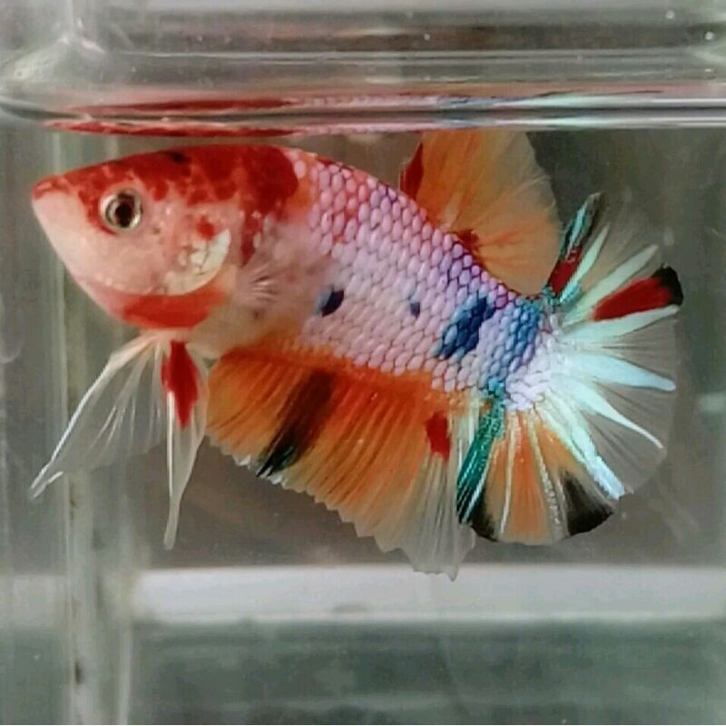 Jual ikan cupang nemo multi sesuai foto real pict | Shopee Indonesia