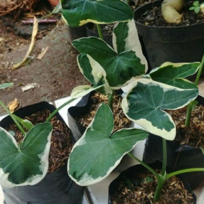Jual Pohon Keladi Kantong Semar /Tanaman Hias keladi kantong semar ... Jual Pohon Keladi Kantong Semar /Tanaman Hias keladi kantong semar ...