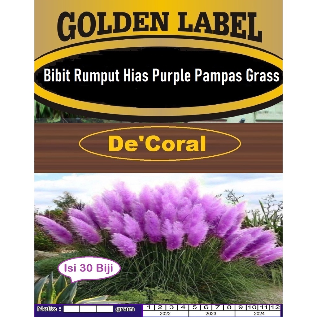 Jual Bibit Rumput Hias Purple Pampas Grass|Benih Rumput Ungu Lembut ...
