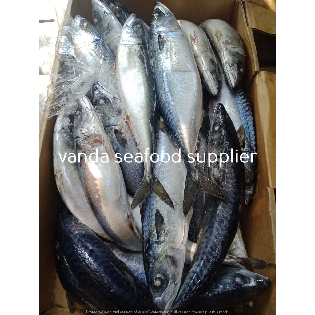 Jual Ikan Saba / Makarel Uk 400-600 gr | Shopee Indonesia