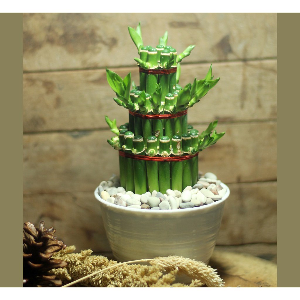 Jual Lucky Bambu Tanaman Hias Bambu Hoki Bambu Cina MINI Bambu Cina ...