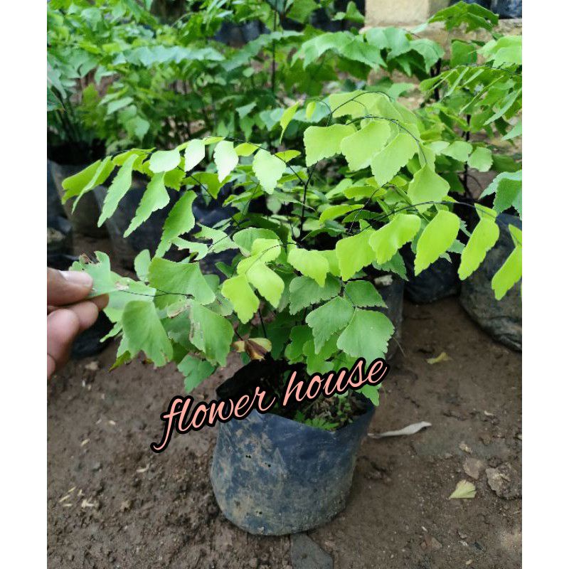 Jual Tanaman Hias Supril Daun Lebar | Shopee Indonesia