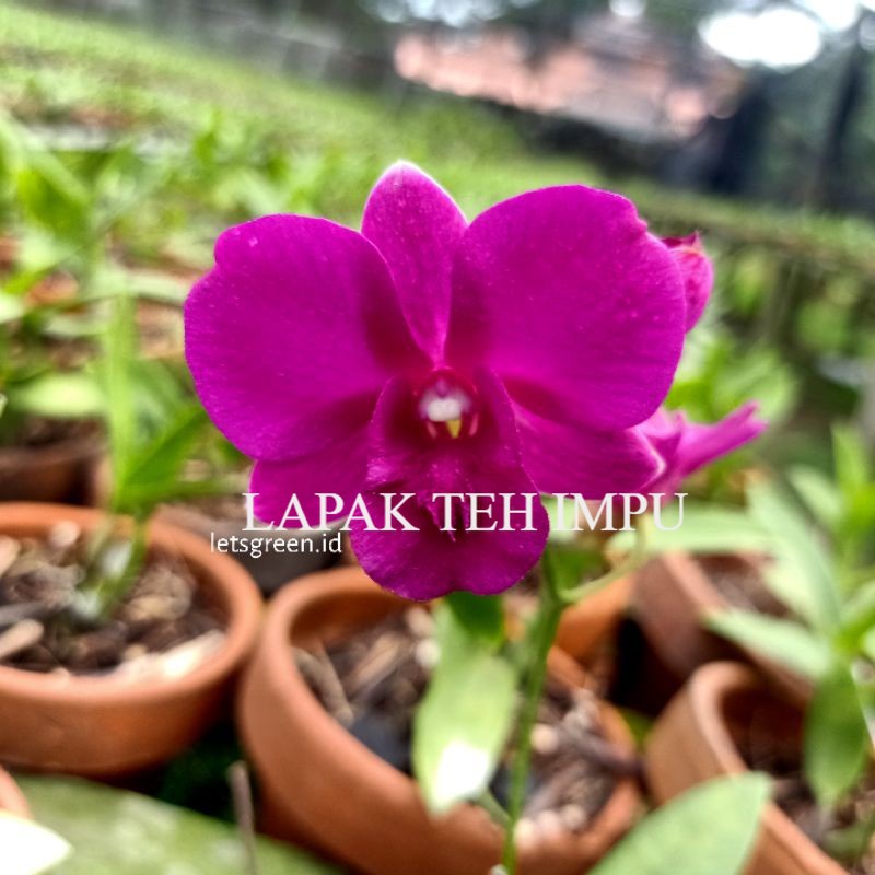 Jual Anggrek Dendrobium Burana Galaxy (Mini) | Shopee Indonesia