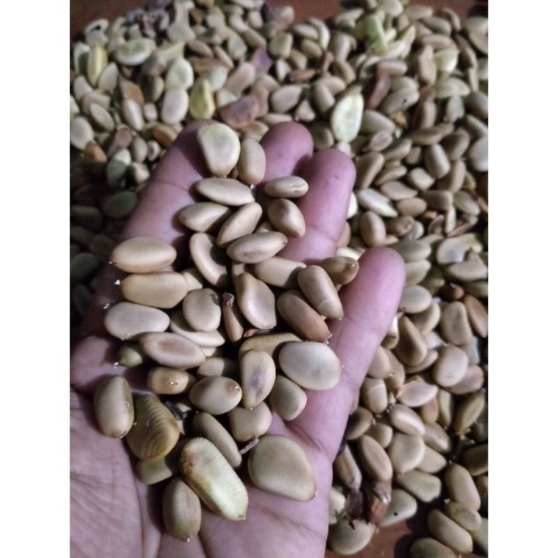 Jual BIJI SECANG SUPER 1 kg | Shopee Indonesia