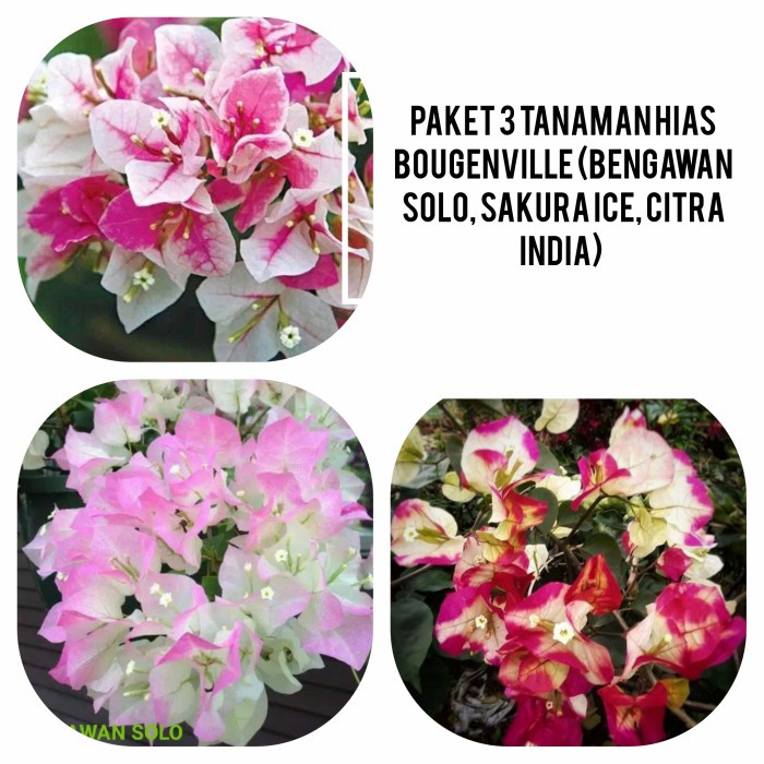 Jual paket 3 tanaman hias bougenville bengawan solo, citra india ...