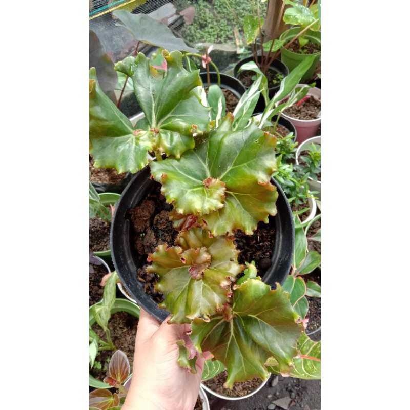Jual begonia ikal unik | Shopee Indonesia