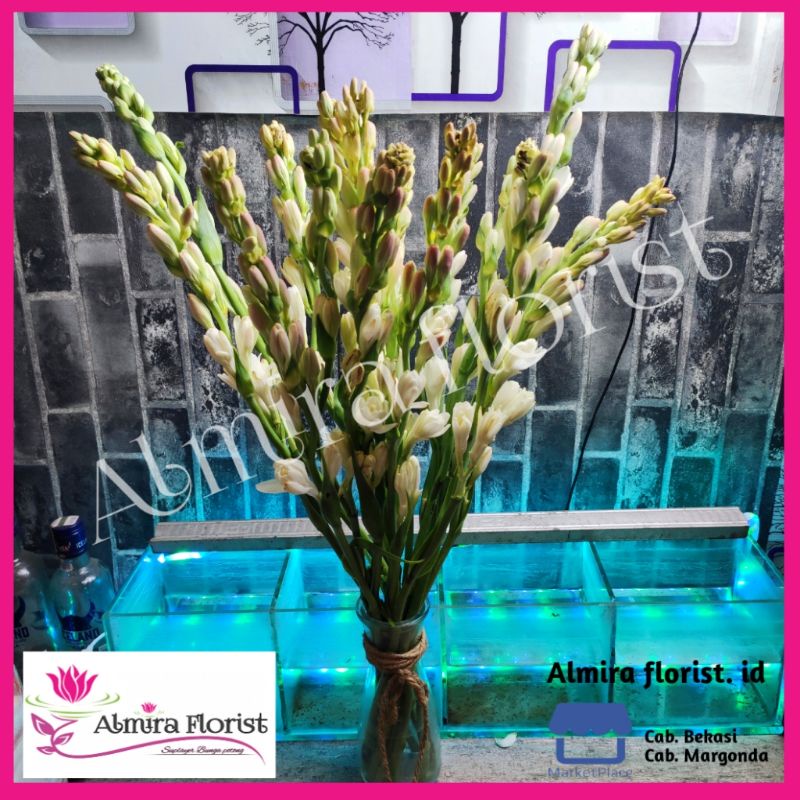 Jual bunga sedap malam segar asli / sedap malam pertangkai | Shopee ...
