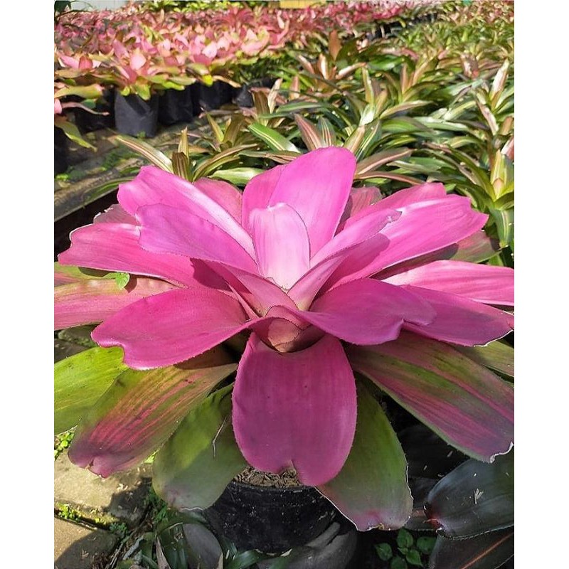 Jual paket 5 tanaman hias hidup bromelia baby pink/tanaman pot bunga ...