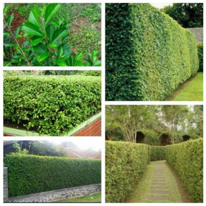 Jual tanaman hias tehtehan - tanaman tetean - tanaman hias pagar ...