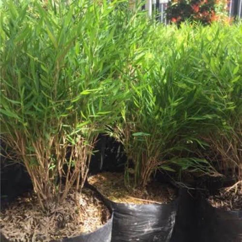 Jual tanaman bambu micro | Shopee Indonesia