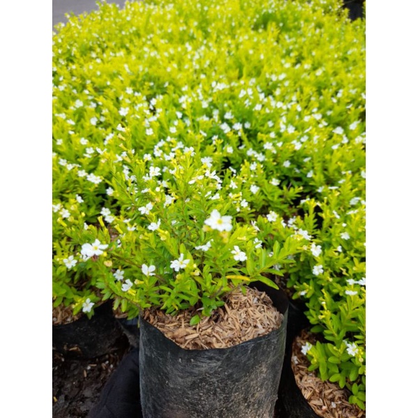 Jual Tanaman Bunga Taiwan Putih / White Taiwan / Beauty Taiwan Putih ...