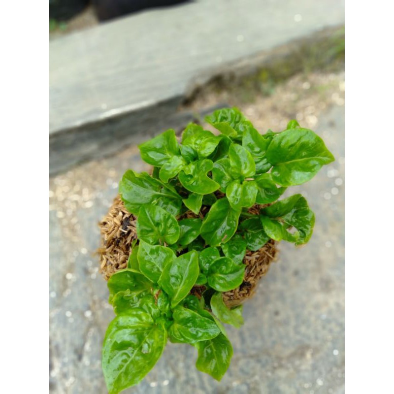 Jual Tanaman bayam brazil (rimbun) | Shopee Indonesia