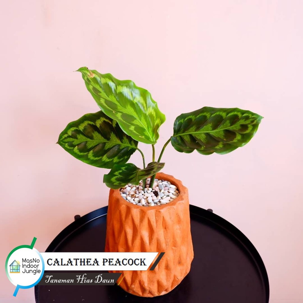 Jual Tanaman Daun Calathea Peacock - Calathea Merak - Tanaman Hias ...