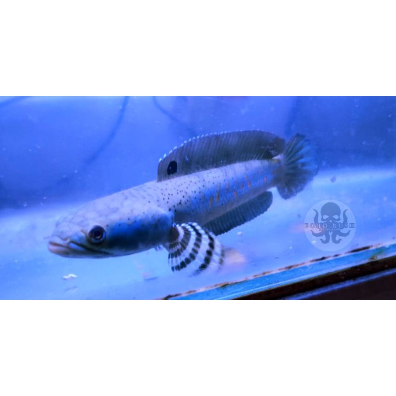 Jual channa blue pulchra | Shopee Indonesia