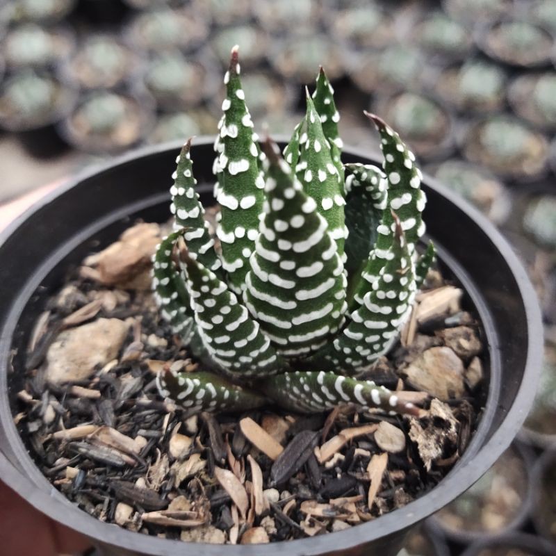 Jual sukulen"haworthia fasciata zebra" | Shopee Indonesia