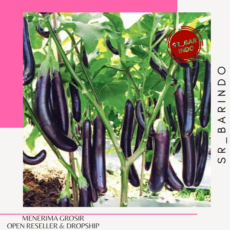 Jual 25 BENIH BIJI TERONG PANJANG UNGU LEZATA F1 CAP PANAH MERAH | Shopee Indonesia