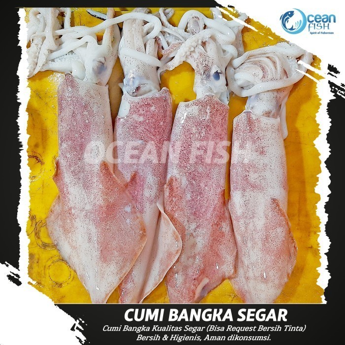 Jual Cumi Bangka Segar 3kg - Cumi Segar Pilihan - Bangka Squid Fresh ...