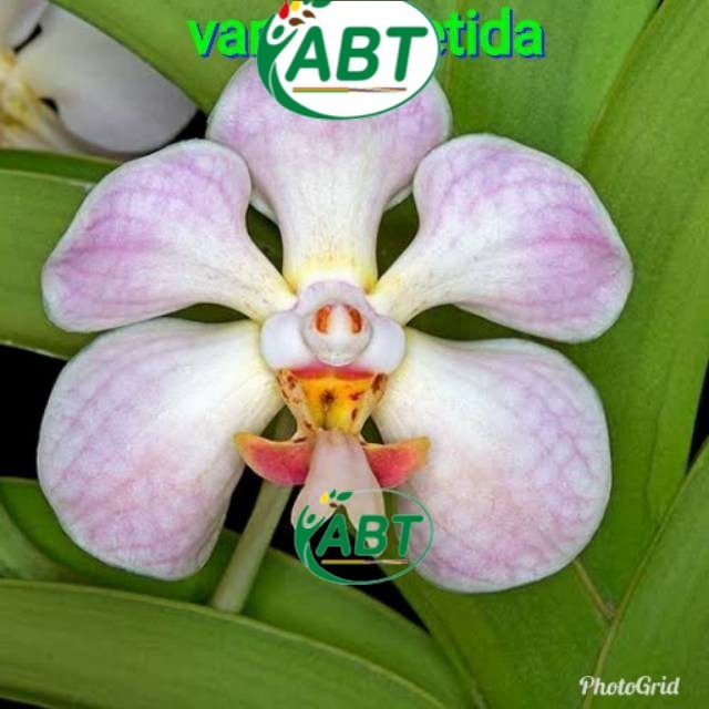 Jual anggrek vanda foetida mini siap berbunga | Shopee Indonesia