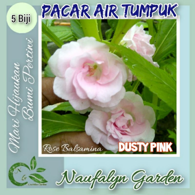 Jual 5 Benih Bunga Pacar Air Tumpuk Dusty Pink Rose Balsamina Benih ...