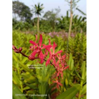 Jual Anggrek tanah Gymstori / Jamestory / Kalajengking merah dewasa ...