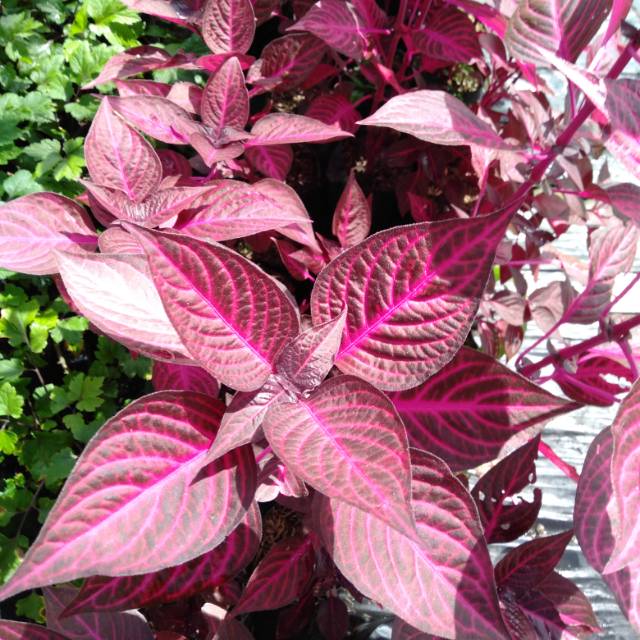 Jual Tanaman Obat Sambang Colok minim order 4 pohon @ | Shopee Indonesia