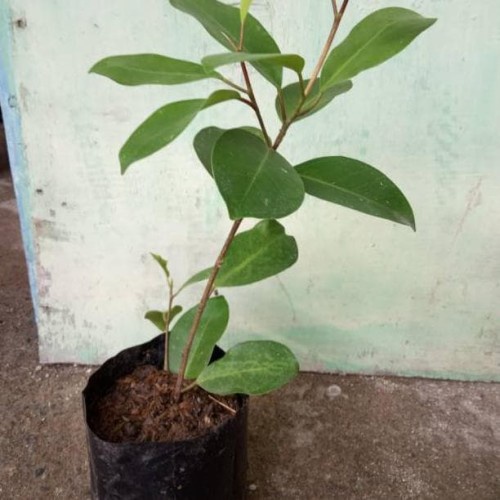 Jual BIBIT BERINGIN BRINGIN IPRIK / PREH | Shopee Indonesia