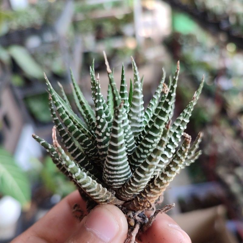 Jual Sukulen Haworthia Zebra Ekor Cicak Bebas Pilih | Shopee Indonesia