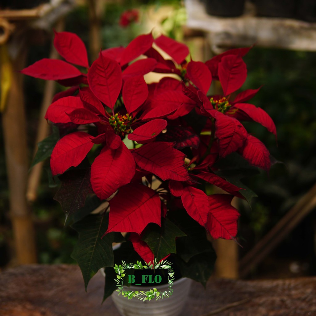 Jual TANAMAN HIAS Kastuba merah (poinsettia red) | Shopee Indonesia