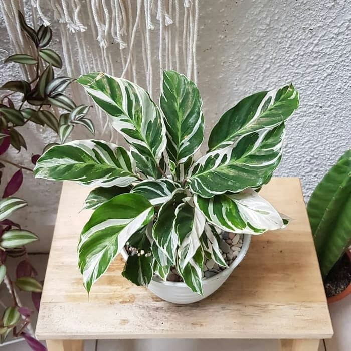 Jual Endah Garden tanaman bunga hias calathea white fusion - calatea ...