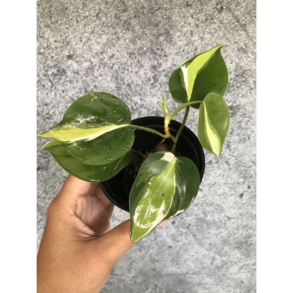 Jual Philodendron gabby cream splash 5 daun | Shopee Indonesia