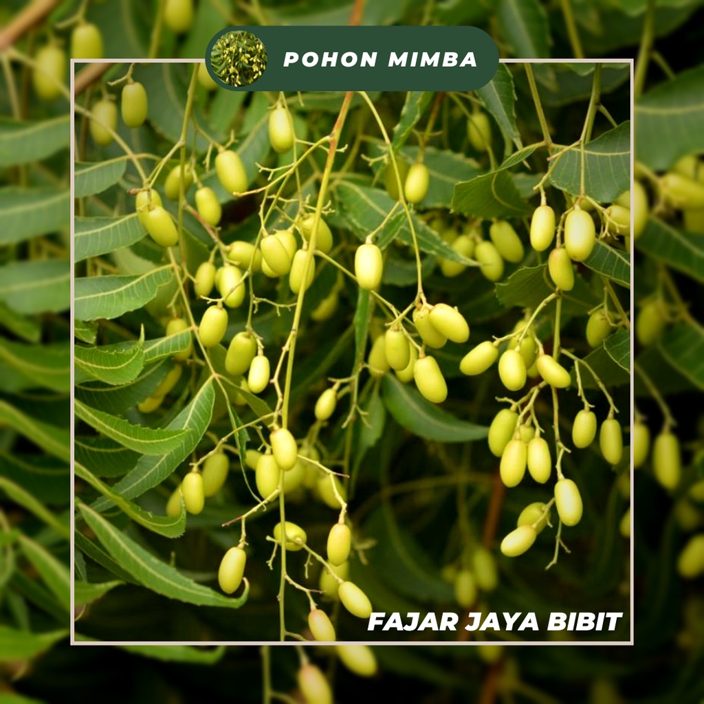 Jual Bibit pohon mimba tanaman pohon mimba siap tanam | Shopee Indonesia