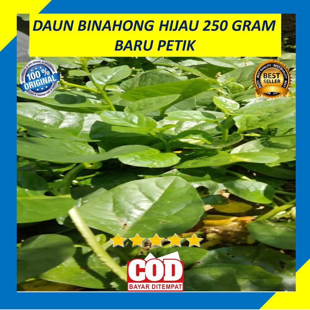 Jual Daun Binahong Hijau Segar Organik Fresh 250 Gram Obat Herbal Di