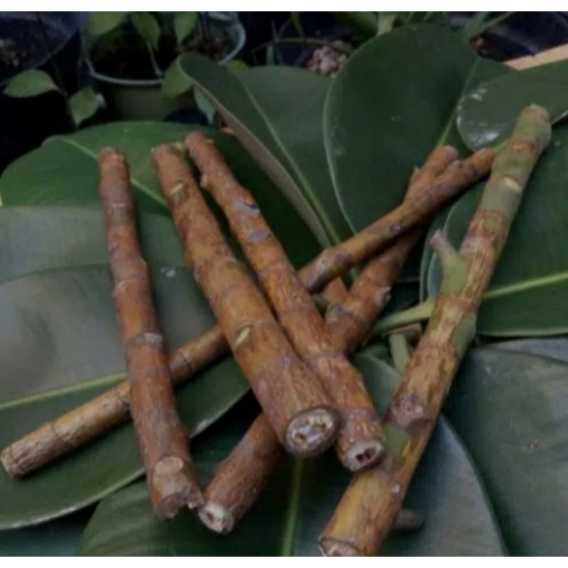 Jual Bibit Stek Tanaman Karet Kebo - Stek Pohon Karet Kebo Ficus ...