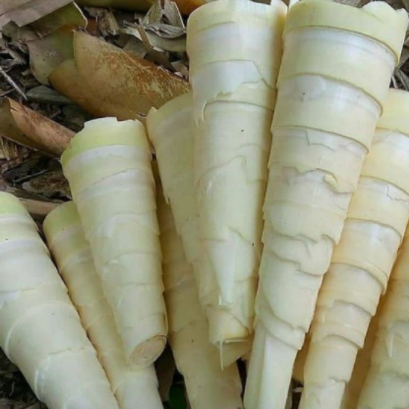 Jual Rebung bambu segar langsung petik per 1 kg | Shopee Indonesia