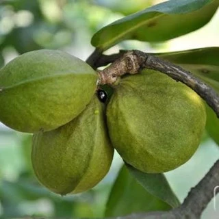 Jual Buah Gayam Terlengkap & Harga Terbaru Agustus 2024 | Shopee Indonesia