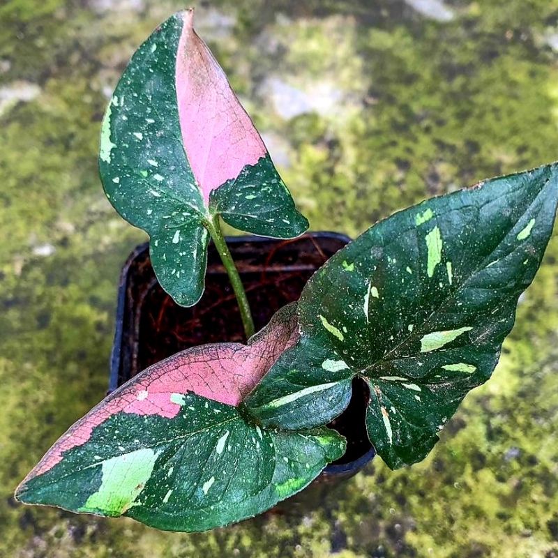 Jual Syngonium Red Spot Tricolor / syngonium / singonium / syngonium ...