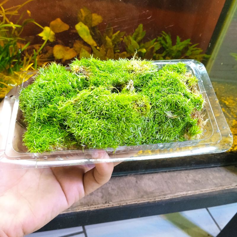 Jual tanaman moss mutiara paludarium porsi per mika 15x8cm | Shopee ...