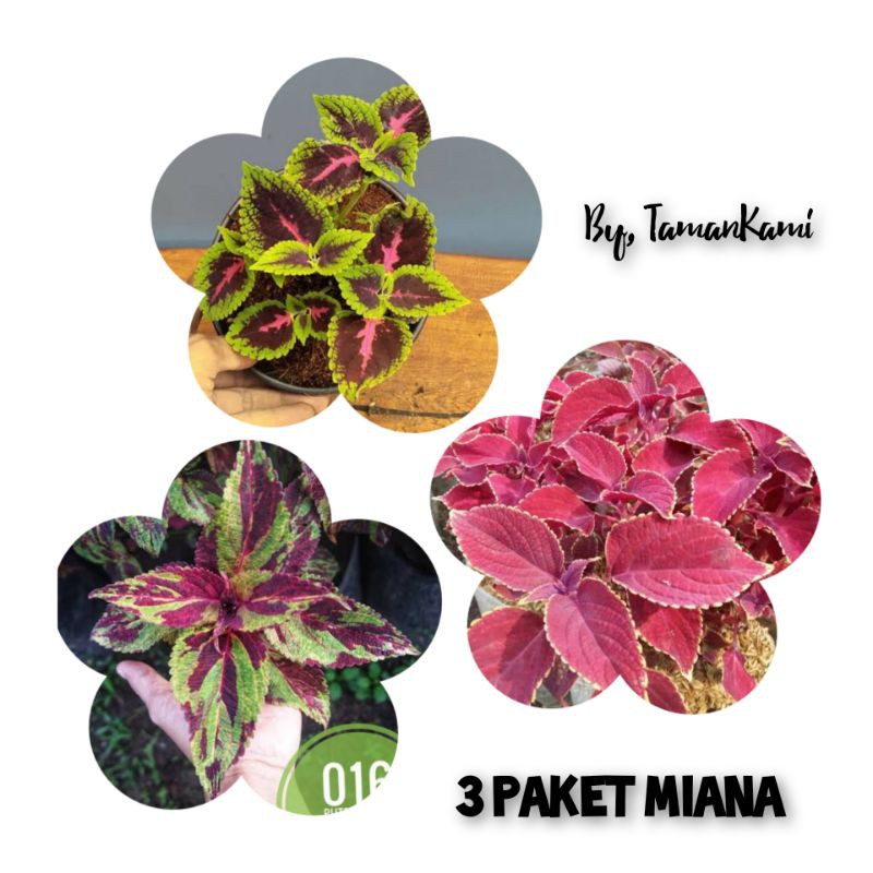 Jual tanaman hias 3 paket jenis miana | Shopee Indonesia
