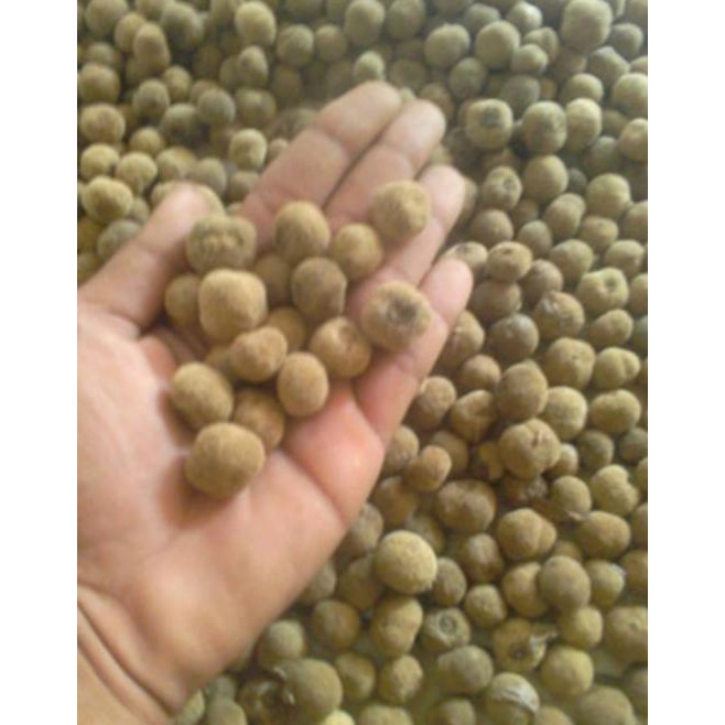 Jual Bibit Buah 1 Kg Benih Biji Pohon Jati Hibrida Solomon | Shopee ...