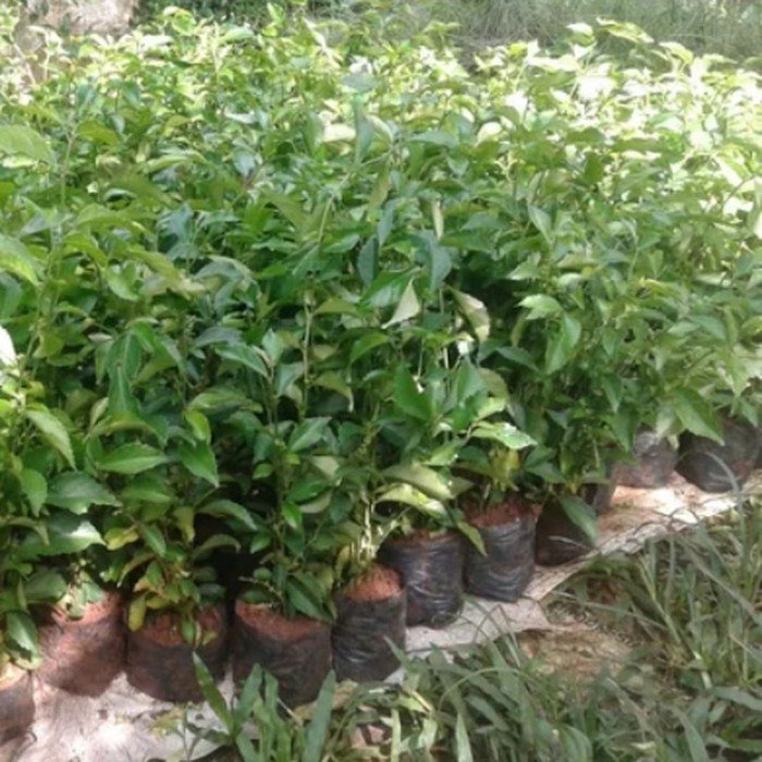 Jual tanaman hias teh-tehan - tetehan tanaman pagar - pohon tetehan ...
