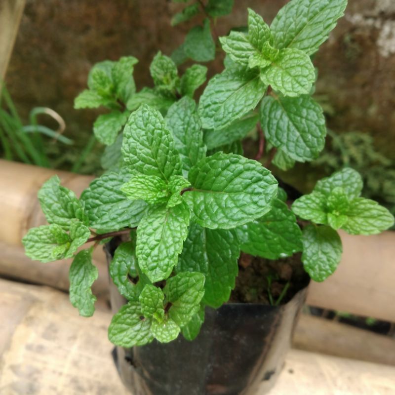 Jual Pohon Daun Mint Tanaman Herbal | Shopee Indonesia