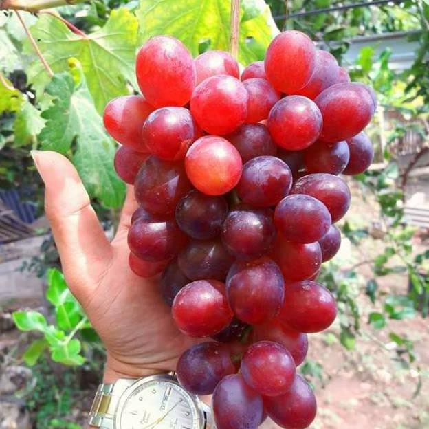 Jual BIBIT ANGGUR IMPORT NINEL (asli grafting). | Shopee Indonesia