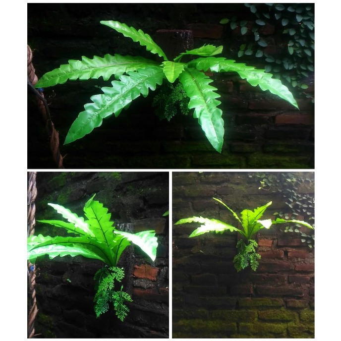 Jual Tanaman pakis pohon kadaka boston ekor monyet bunga hias ...