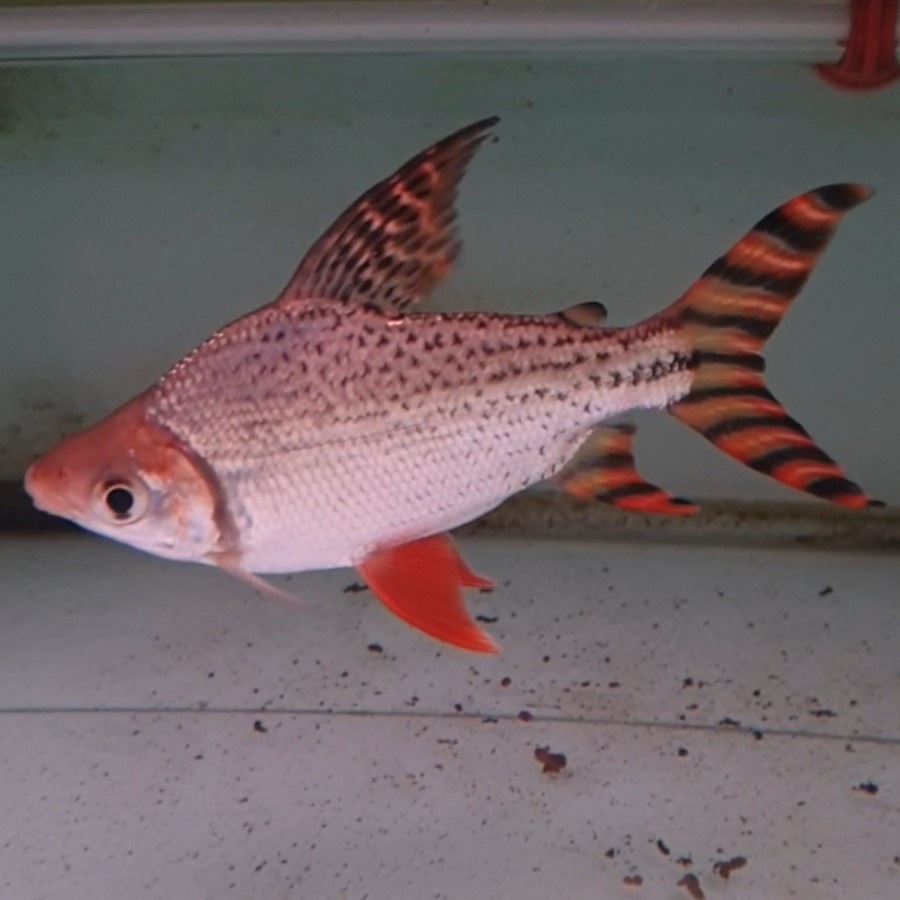 Jual IKAN RED FEIFENG RFF AMRICAN FLAGTAIL 10CM 14CM 15-17CM 30CM 40CM ...