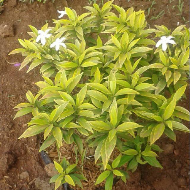 Jual Tanaman hias rembosa mini golden | Shopee Indonesia