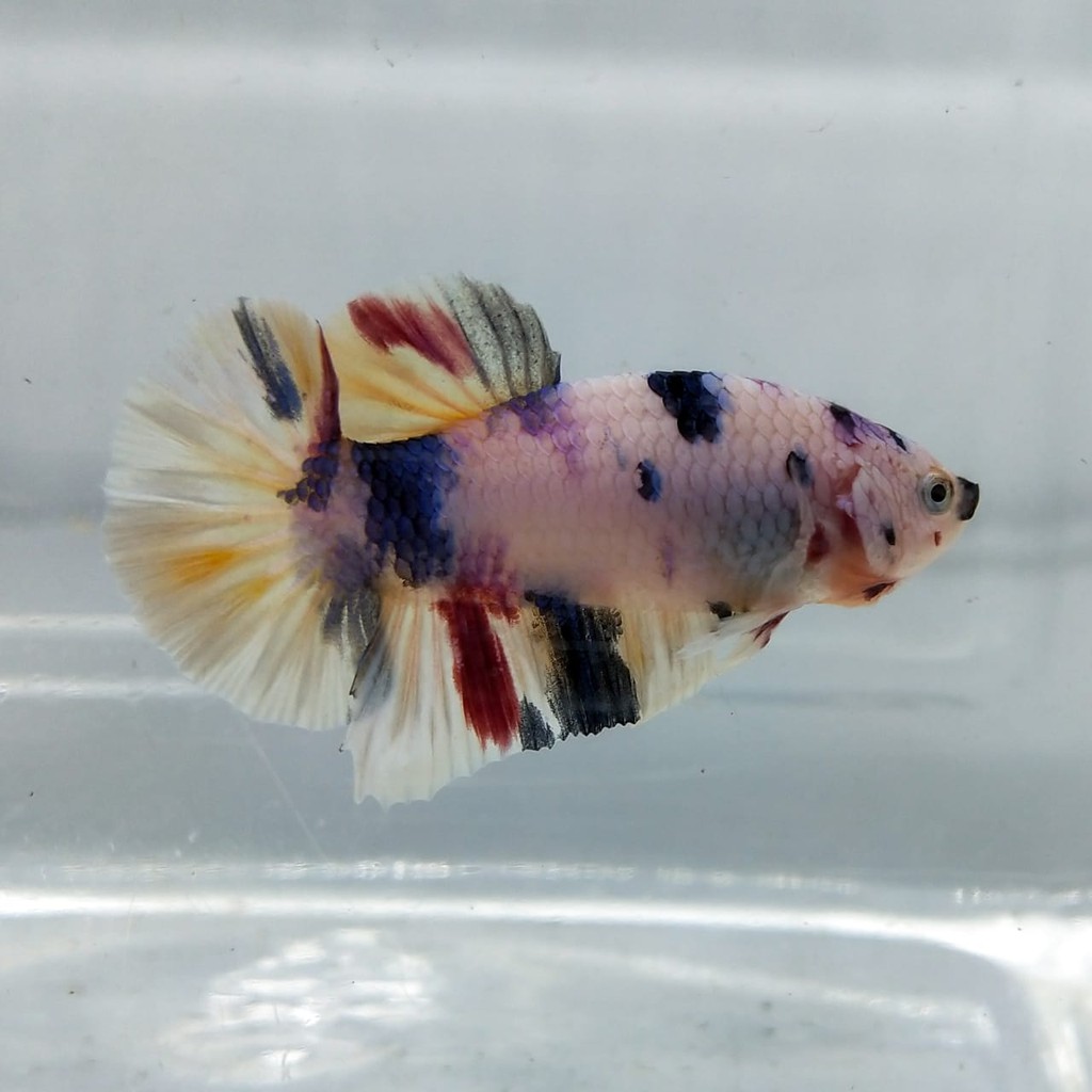 Jual Cupang Nemo Candy | Shopee Indonesia