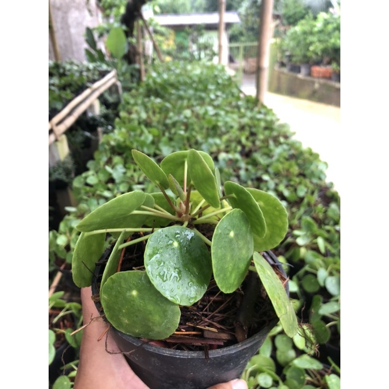 Jual Tanaman hias pilea peperomioides/ Money tree | Shopee Indonesia