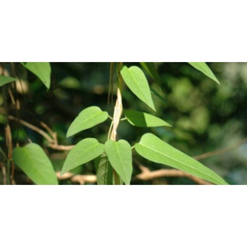 Jual Daun sembukan, daun kentut/100gram | Shopee Indonesia